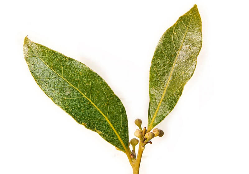 Bay Leaf là gì? Công dụng bất ngờ của lá nguyệt quế Hy Lạp
